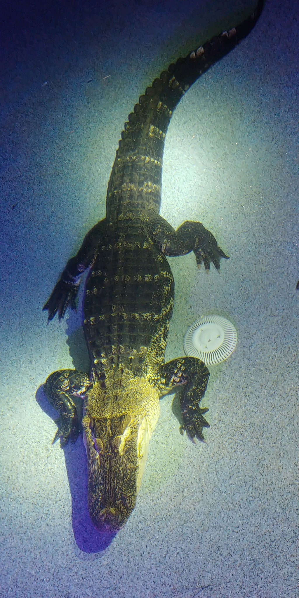 Florida family finds 10-foot alligator swimming in their pool - The ...