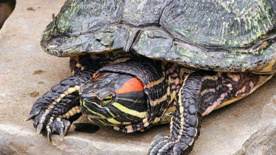 Turtle Attempting To Cross Highway Causes Chain reaction Crash The turtle-attempting-to-cross-highway-causes-chain-reaction-crash-the