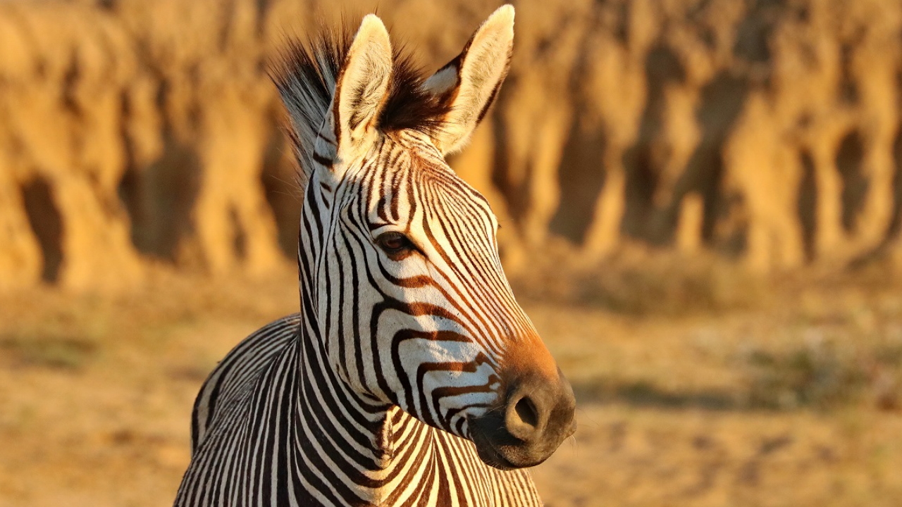 Iowa zoo welcomes ‘quirky’ zebra foal, addax calf - The Eagle 106.9/107.5