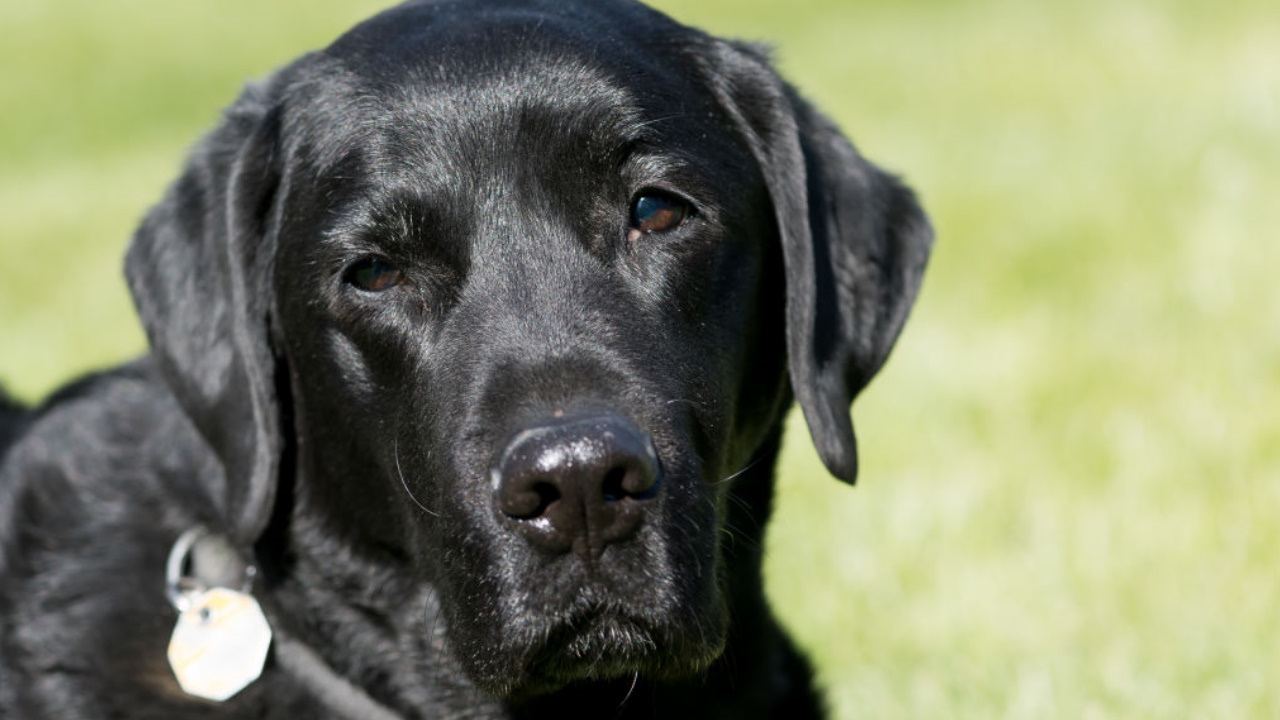 Labrador retrievers remain America’s most popular dog breed - The Eagle ...