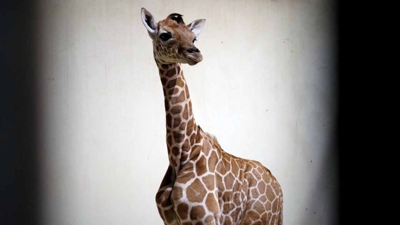 Double take: Fort Worth Zoo welcomes male, female baby giraffes - The Eagle 106.9/107.5