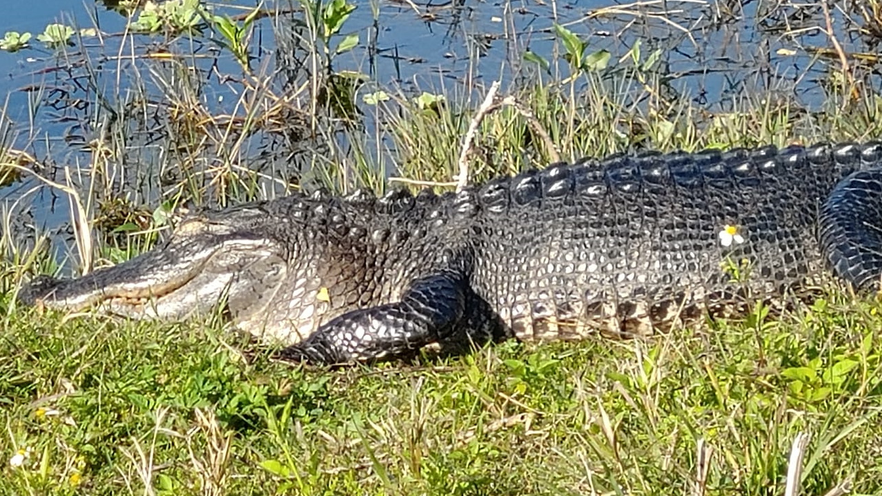 Florida state troopers corral 12-foot gator on Alligator Alley - The ...