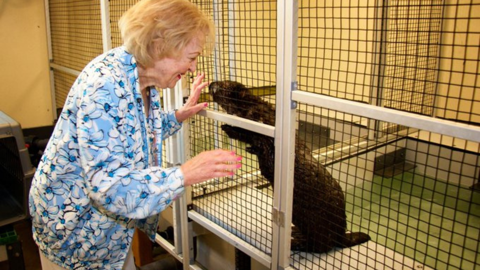 California aquarium announces the death of a sea otter who was named ...