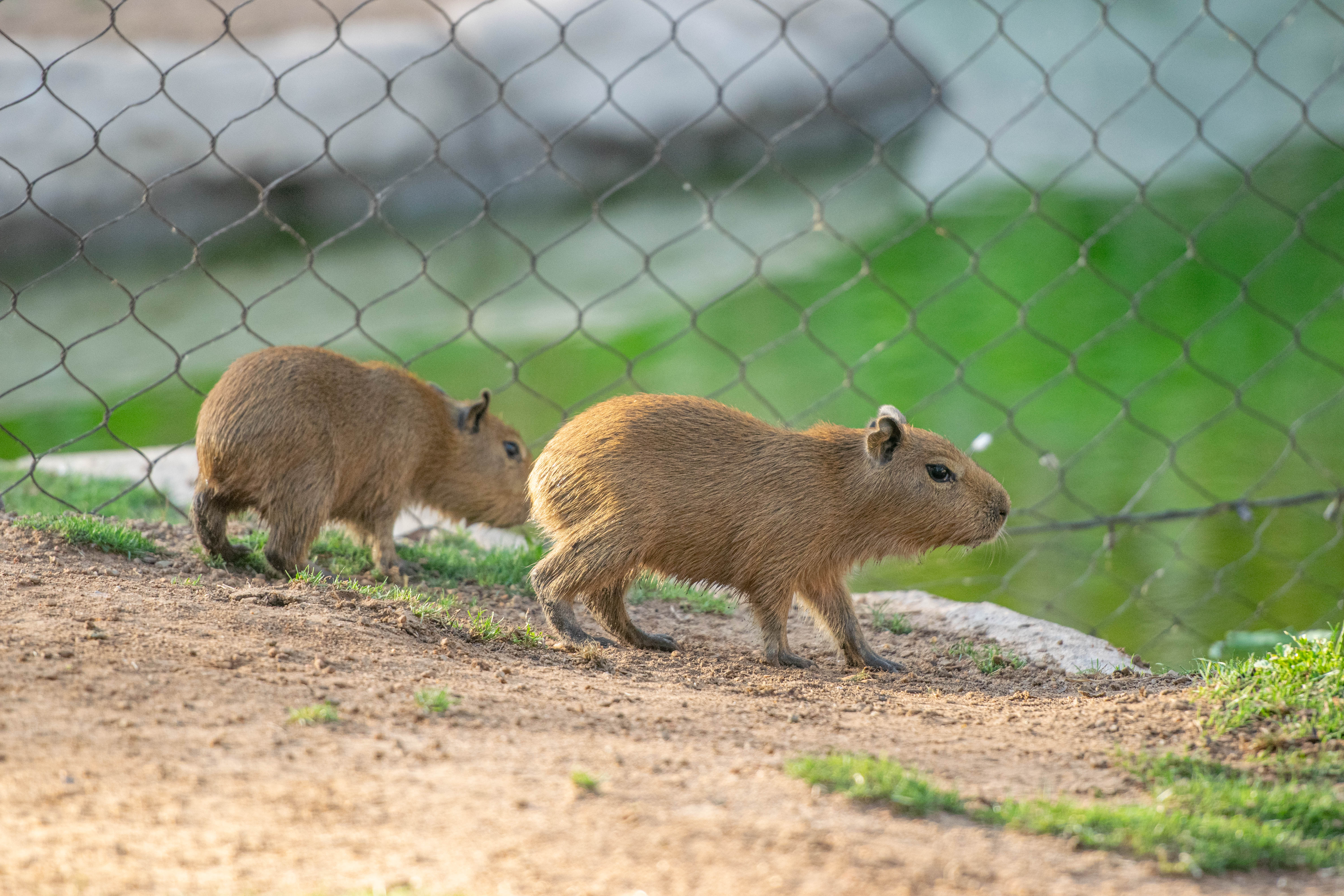 Capybara pups debut at Texas zoo - The Eagle 106.9/107.5