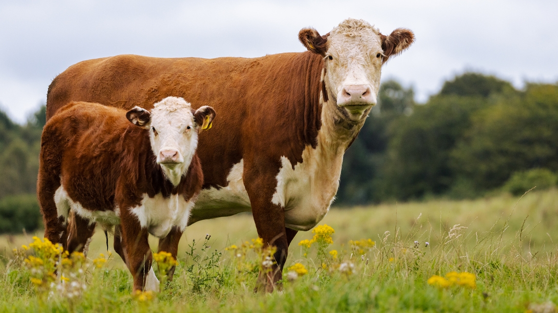 Cow class? School to raise cows for beef to be used in school lunches ...
