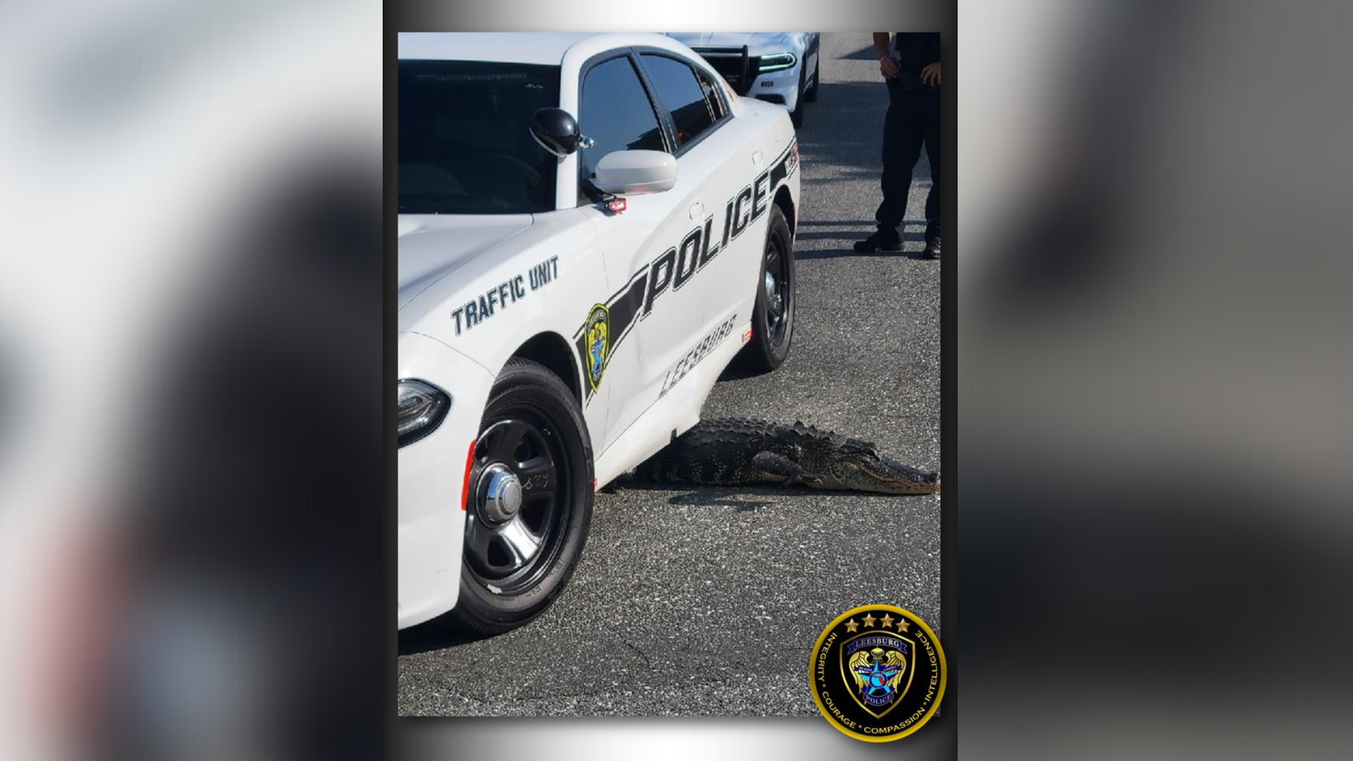 Alligator gets stuck underneath Florida police officer’s car - The ...