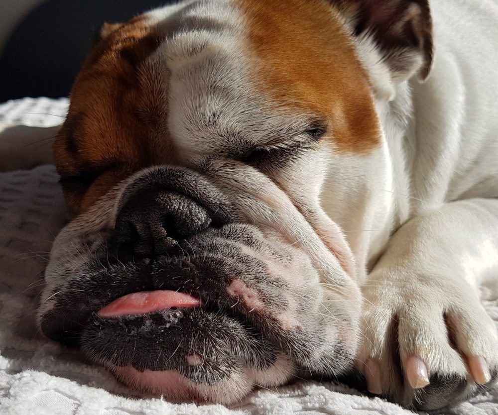 Today is National Napping Day - The Eagle 106.9/107.5