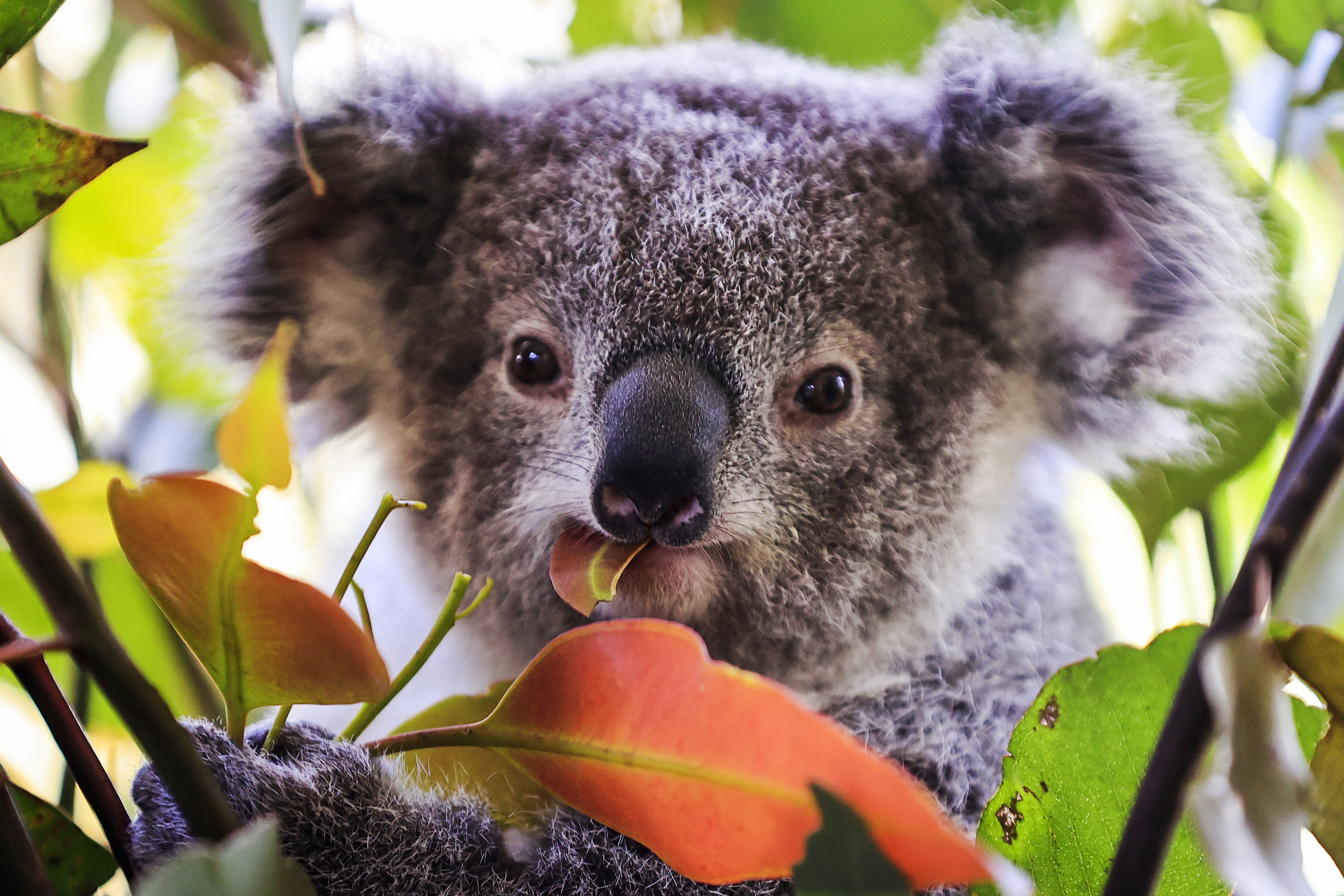 Australia adds koalas to the endangered species list - The Eagle 106.9 ...
