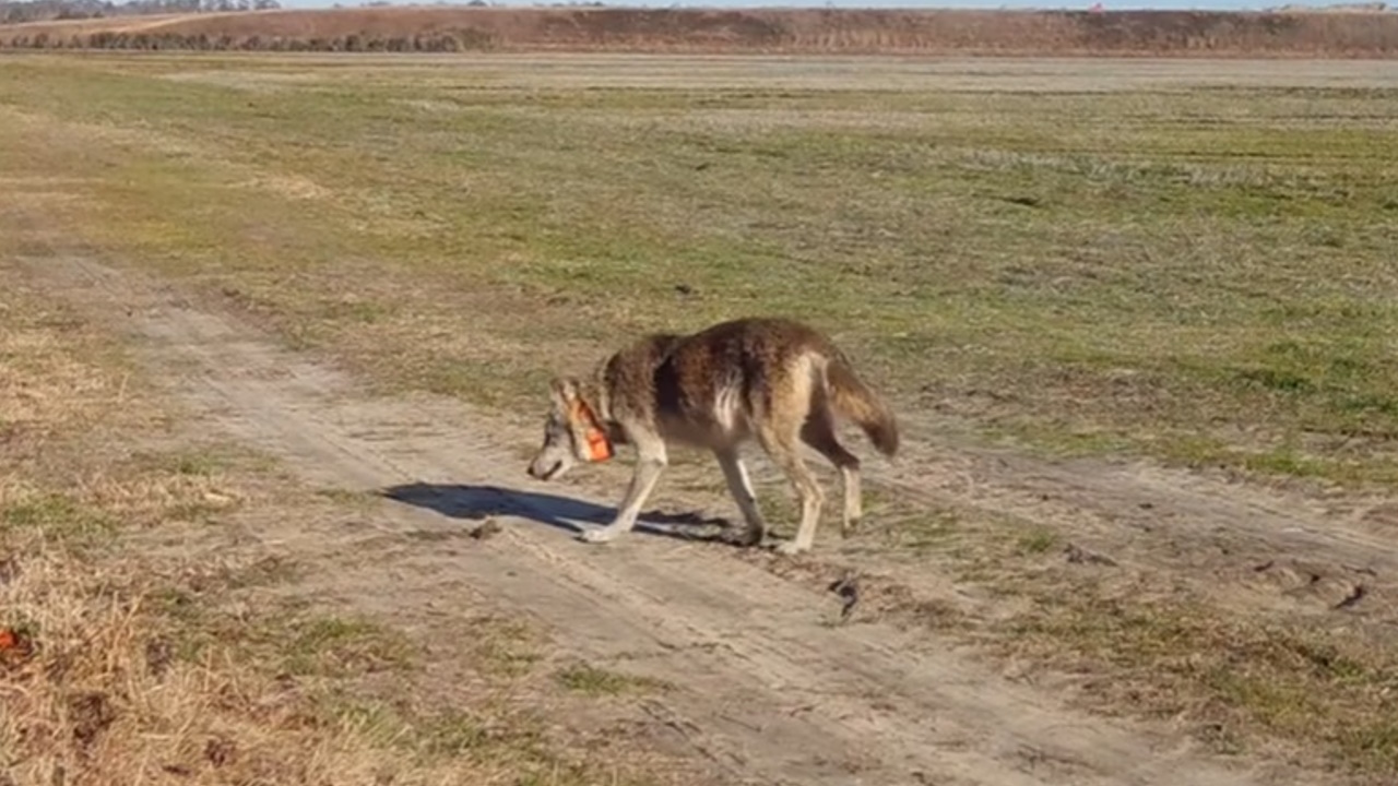 Endangered wolf matriarch that reared 14 pups dies - The Eagle 106.9/107.5