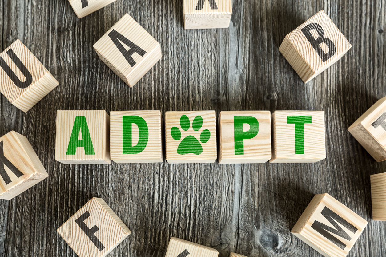 Hunky animal shelter employee accidentally hijacks pet adoption post ...
