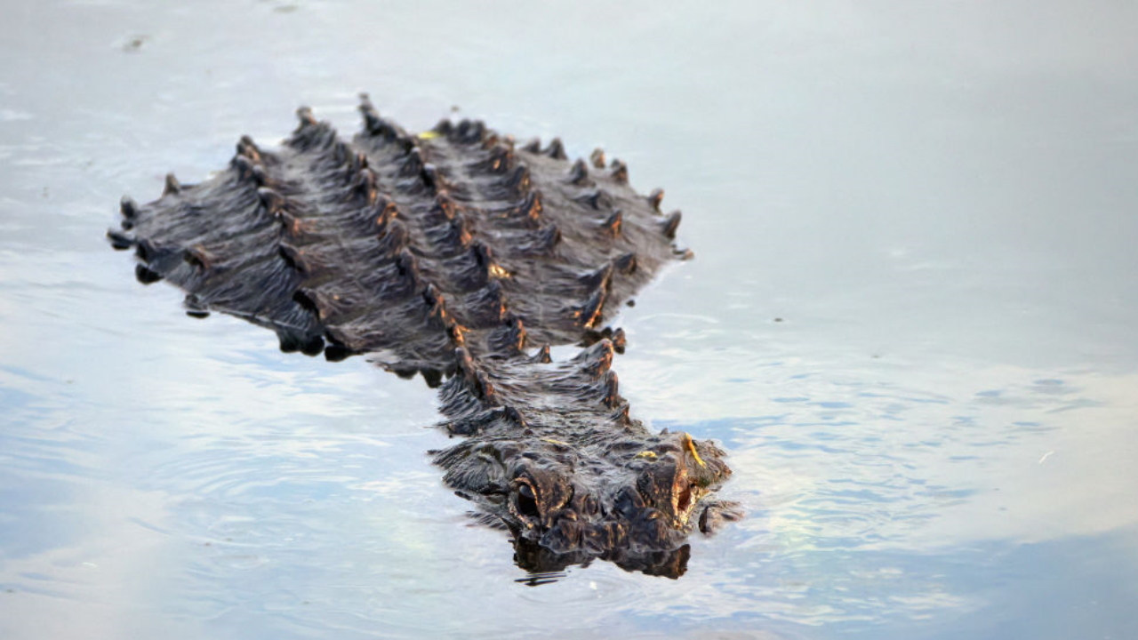 Video shows huge alligator devouring 6-foot gator in South Carolina ...