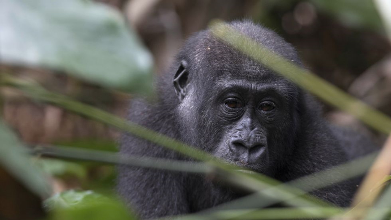 World’s oldest gorilla in captivity celebrates 65th birthday - The ...