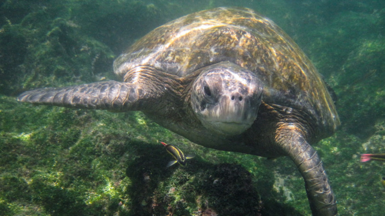 Bubble Butt, beloved Florida sea turtle who survived boat strike, dead ...