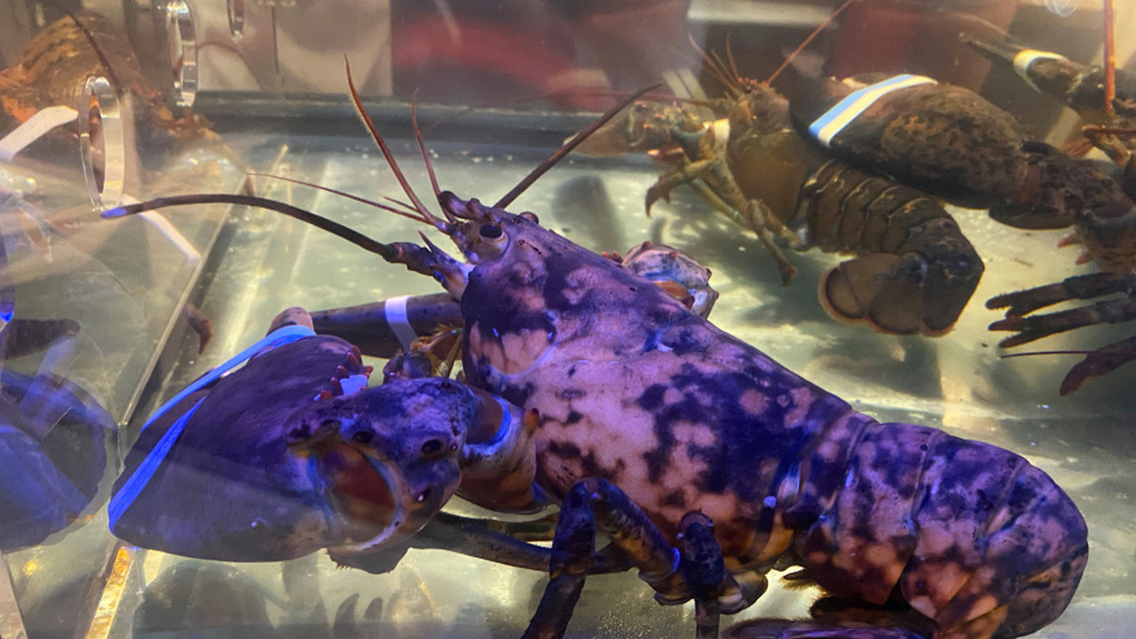 Extremely rare lobster discovered in restaurant tank rehomed to ...