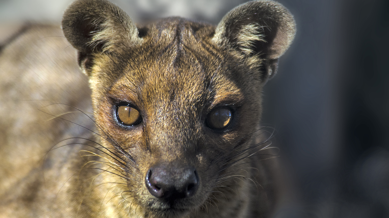 Baby fossa triplets born at British zoo - The Eagle 106.9/107.5