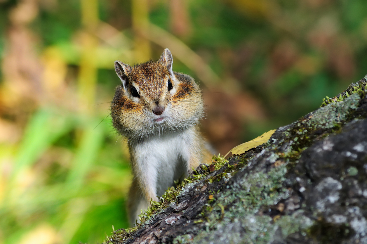 Plague-infested chipmunks force closures of South Lake Tahoe ...