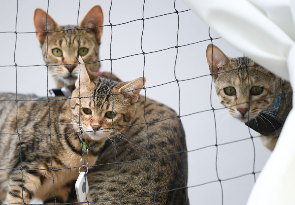 Meet Fenrir: Michigan pet named tallest living domestic cat - The Eagle ...