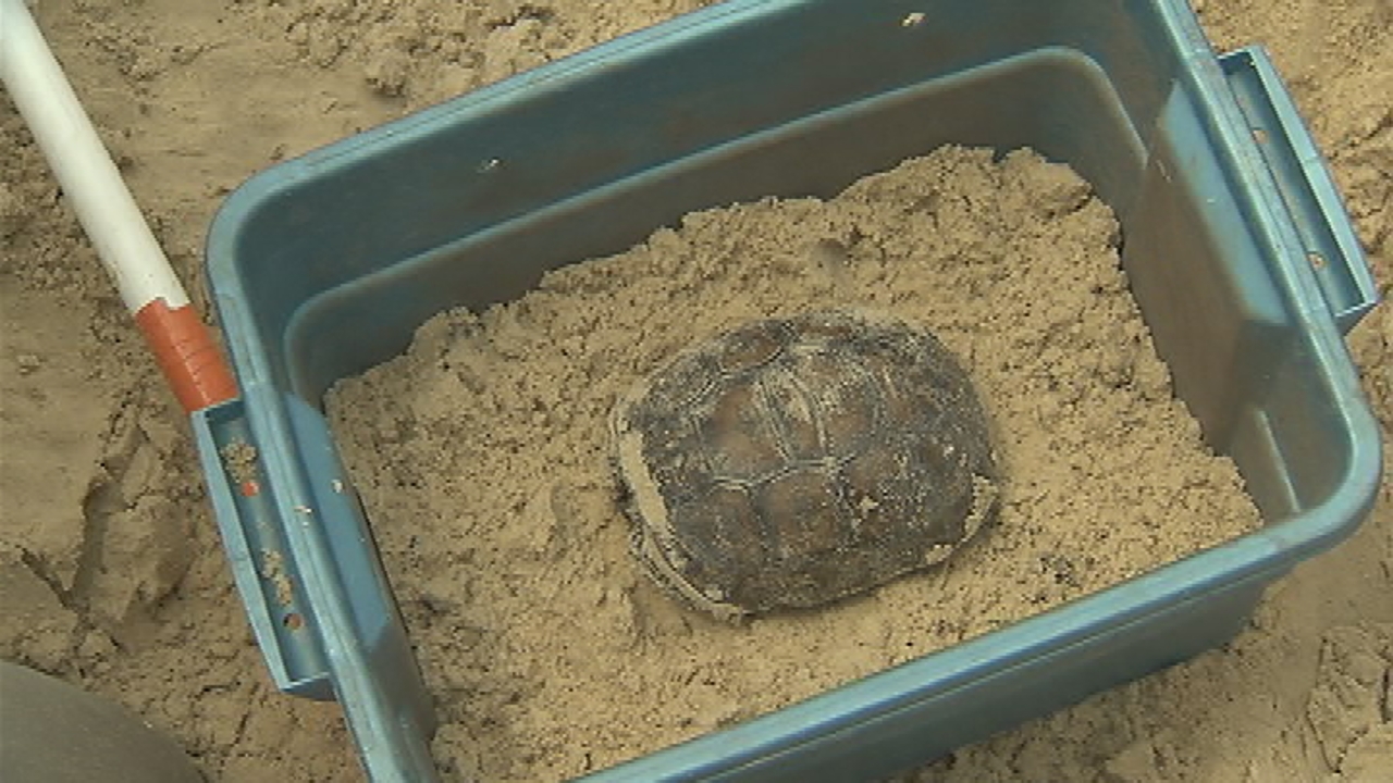 Crews save gopher tortoises from Apopka construction site - The Eagle ...