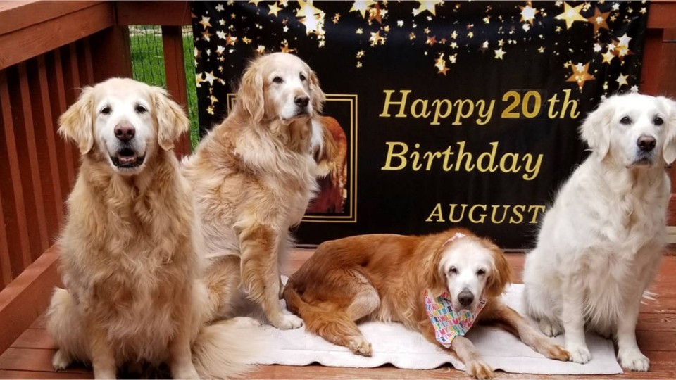 Augie becomes oldest golden retriever after 20th birthday - The Eagle ...