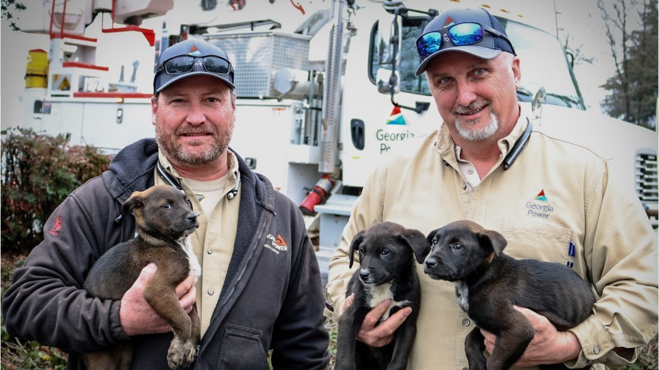 Utility workers rescue three puppies ‘thrown out like trash’ inside ...